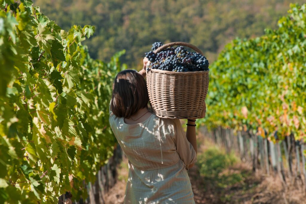 Vendemmia Archivi - Discover my Italy